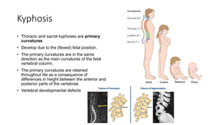 Anatomical basis of common back problems | PPT