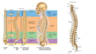 Anatomical basis of common back problems | PPT