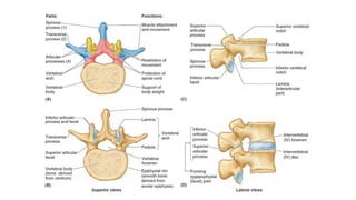 Anatomical basis of common back problems | PPT