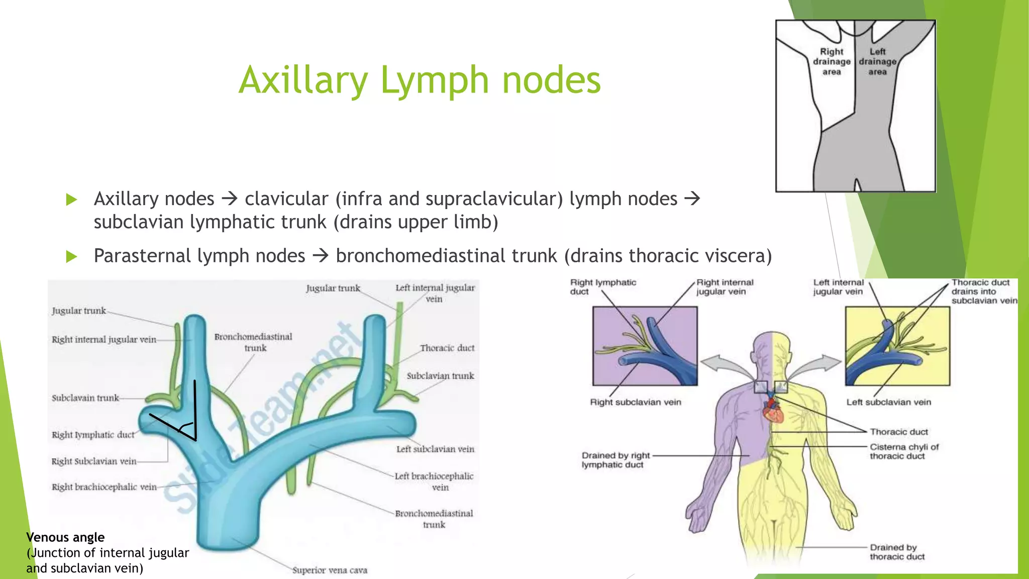 Anatomical basis of spread of breast carcinoma | PPTX