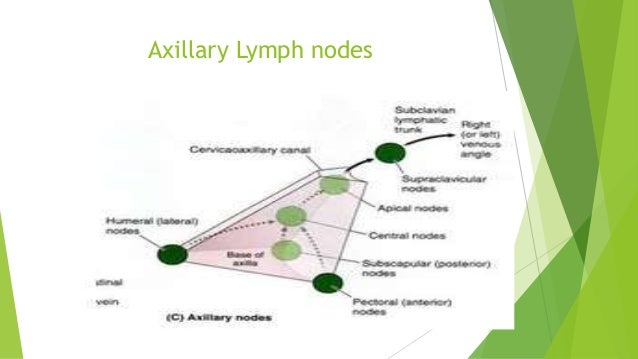 Anatomical basis of spread of breast carcinoma