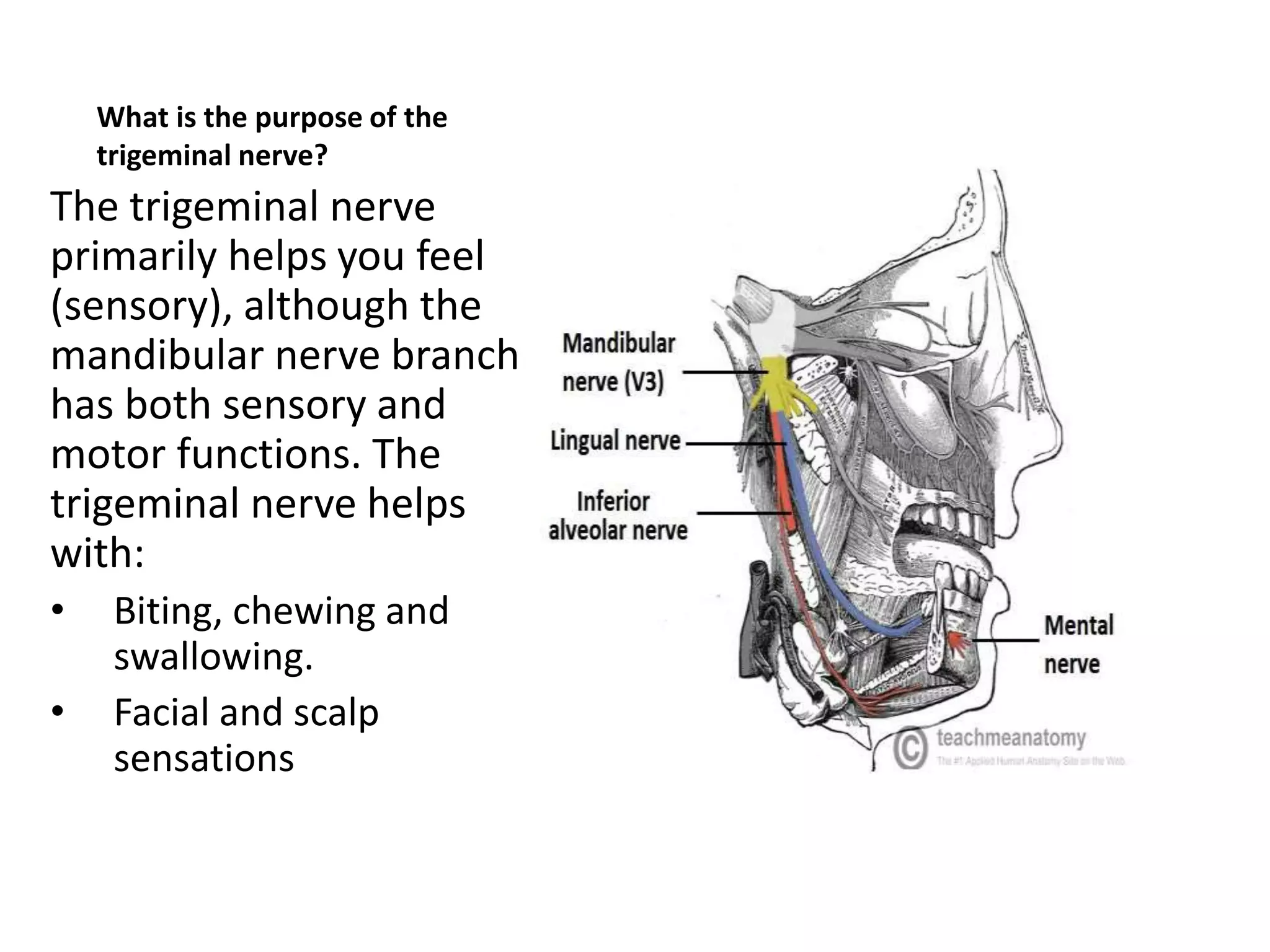 Anatomical branches of the cranial nerves and their localization.pptx