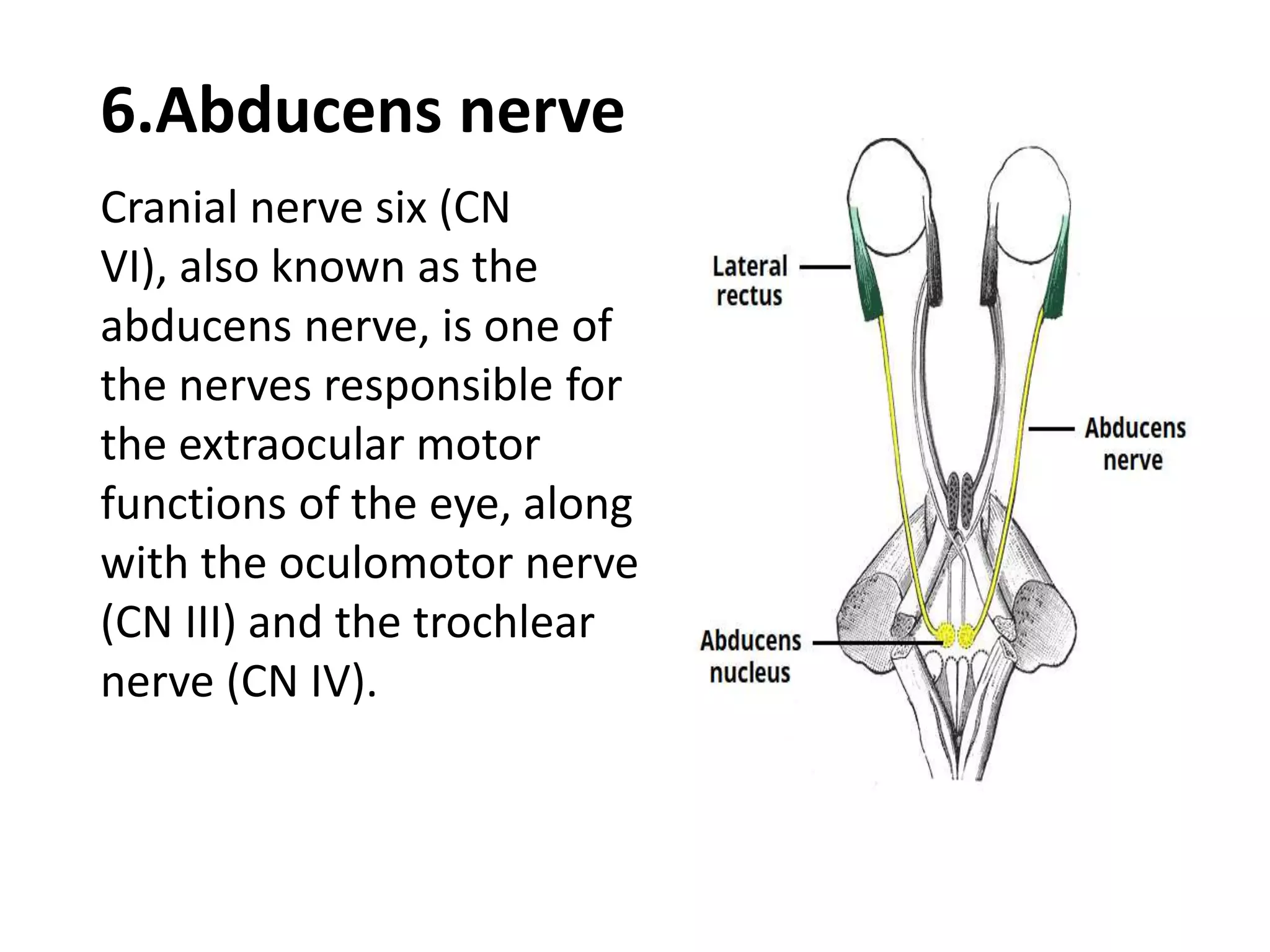 Anatomical branches of the cranial nerves and their localization.pptx