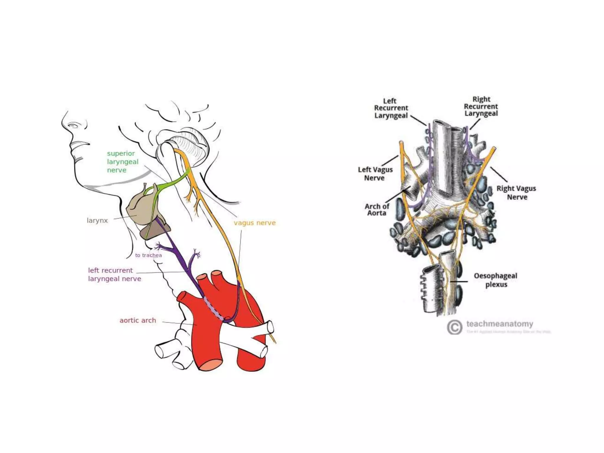 Anatomical branches of the cranial nerves and their localization.pptx