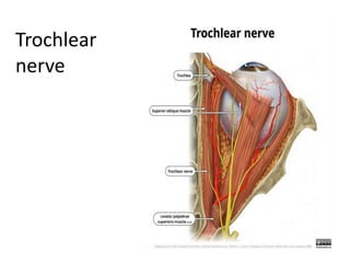 Anatomical branches of the cranial nerves and their localization.pptx | Ear, Nose and Throat ...