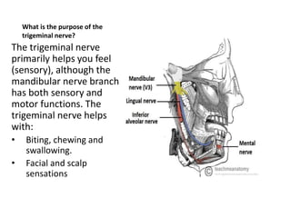 Anatomical branches of the cranial nerves and their localization.pptx