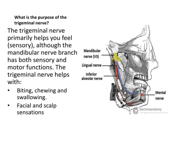 Anatomical branches of the cranial nerves and their localization.pptx ...