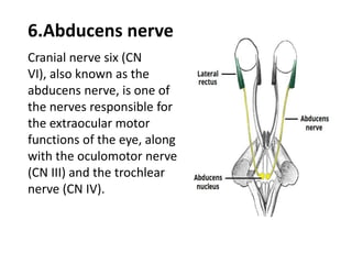 Anatomical branches of the cranial nerves and their localization.pptx