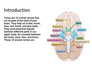 Anatomical branches of the cranial nerves and their localization.pptx