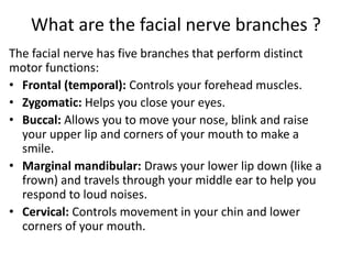 Anatomical branches of the cranial nerves and their localization.pptx