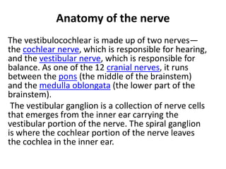Anatomical branches of the cranial nerves and their localization.pptx