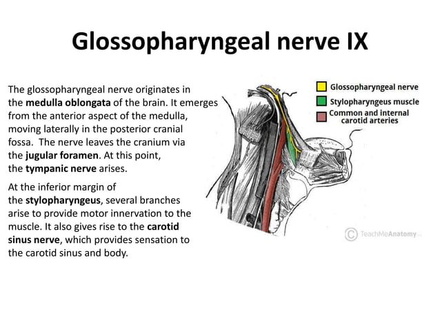 Anatomical branches of the cranial nerves and their localization.pptx ...