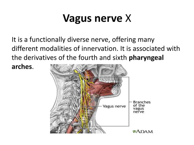 Anatomical branches of the cranial nerves and their localization.pptx ...