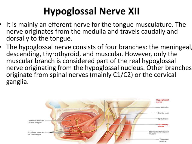 Anatomical branches of the cranial nerves and their localization.pptx ...
