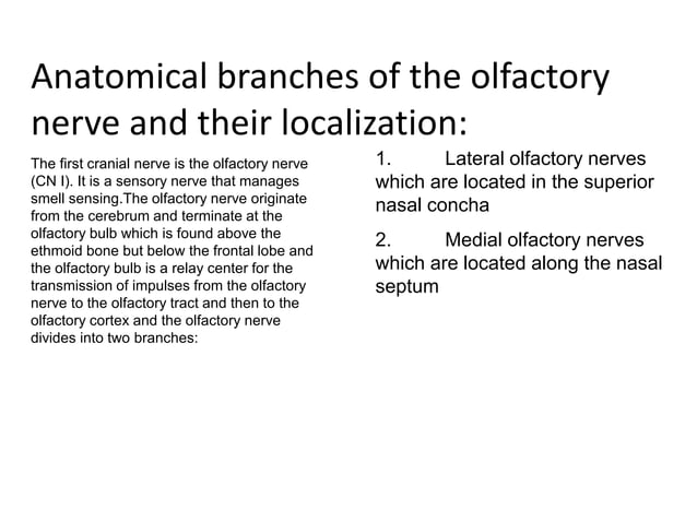 Anatomical branches of the cranial nerves and their localization.pptx ...