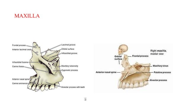 ANATOMICAL CONSIDERATIONS IN MAXILLA FOR ORAL IMPLANTS.pptx