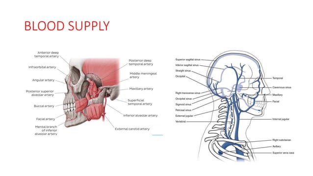 ANATOMICAL CONSIDERATIONS IN MAXILLA FOR ORAL IMPLANTS.pptx