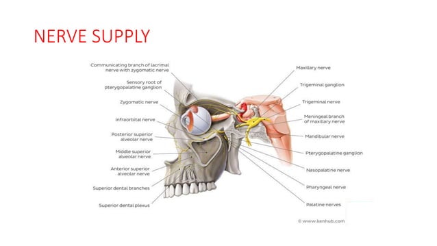 ANATOMICAL CONSIDERATIONS IN MAXILLA FOR ORAL IMPLANTS.pptx