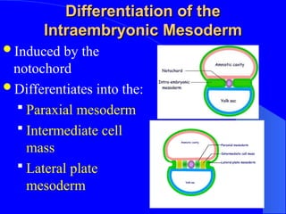 ANATOMICAL DESCRIPTION OF DERIVATIVES OF GERM LAYERS.ppt