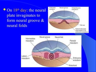 ANATOMICAL DESCRIPTION OF DERIVATIVES OF GERM LAYERS.ppt