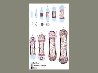 ANATOMICAL DESCRIPTION OF OSSIFICATION.pptx
