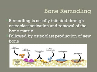 ANATOMICAL DESCRIPTION OF OSSIFICATION.pptx