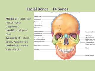 ANATOMICAL DETAILS OF CRANIAL BONES WITH VARIATIONS.ppt