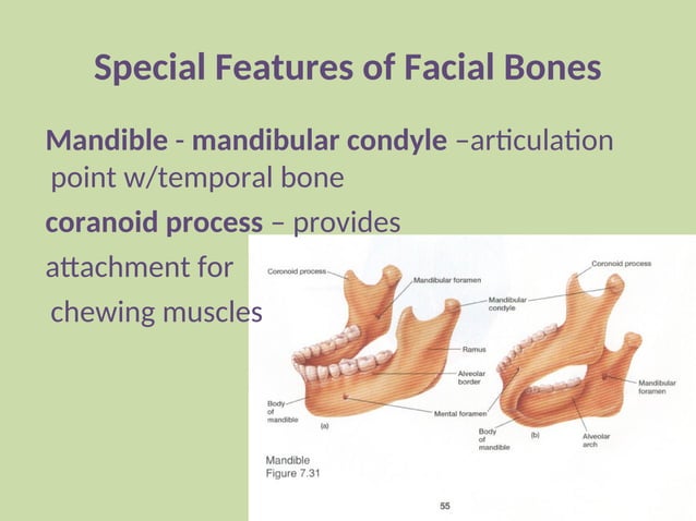 ANATOMICAL DETAILS OF CRANIAL BONES WITH VARIATIONS.ppt
