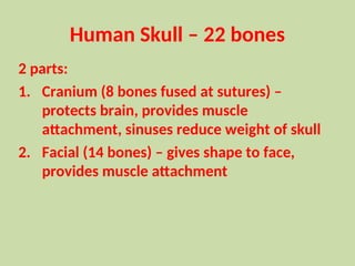 ANATOMICAL DETAILS OF CRANIAL BONES WITH VARIATIONS.ppt