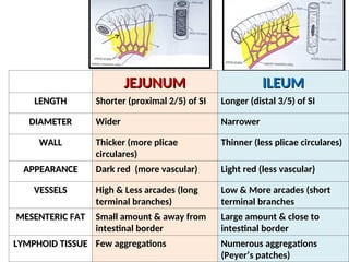 ANATOMICAL DETAILS OF DUODENUM WITH CLINICAL CORRELATES.ppt