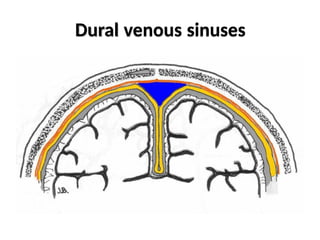 ANATOMICAL DETAILS OF DURAL VENOUS SINUSES WITH VARIATIONS.pptx