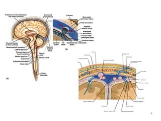 ANATOMICAL DETAILS OF DURAL VENOUS SINUSES WITH VARIATIONS.pptx
