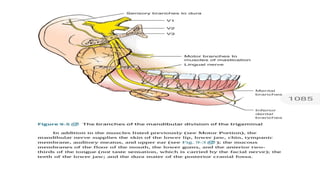 ANATOMICAL DETAILS OF TRIGEMINAL NERVE WITH CLINICAL CORRELATES.pptx