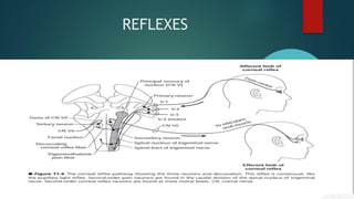 ANATOMICAL DETAILS OF TRIGEMINAL NERVE WITH CLINICAL CORRELATES.pptx