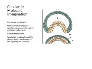 Anatomical directions, invagination and evagination | PPTX
