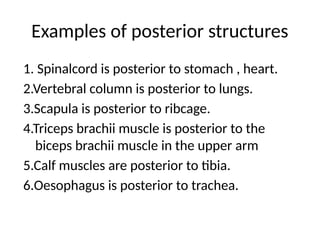 ANATOMICAL DIRECTIONAL TERMS. pptx | PPT