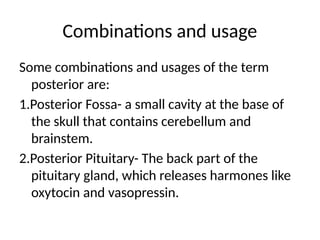 ANATOMICAL DIRECTIONAL TERMS. pptx | PPT