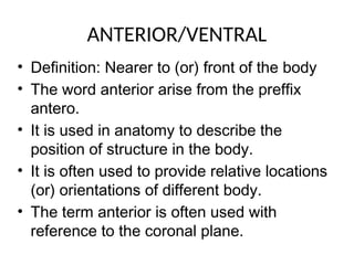 ANATOMICAL DIRECTIONAL TERMS. pptx | PPT