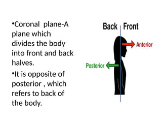 ANATOMICAL DIRECTIONAL TERMS. pptx | PPT
