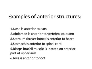 ANATOMICAL DIRECTIONAL TERMS. pptx | PPT