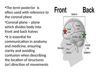 ANATOMICAL DIRECTIONAL TERMS. pptx | PPTX