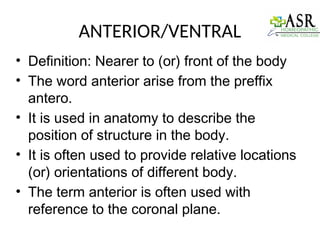 ANATOMICAL DIRECTIONAL TERMS. pptx | PPTX