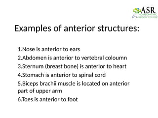 ANATOMICAL DIRECTIONAL TERMS. pptx | PPT