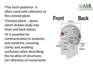 ANATOMICAL DIRECTIONAL TERMS. pptx | PPTX