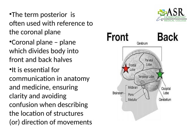ANATOMICAL DIRECTIONAL TERMS. pptx | PPT