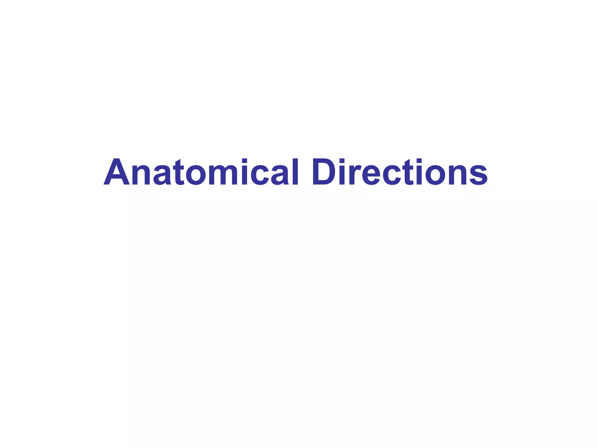 Anatomical directions | PPT