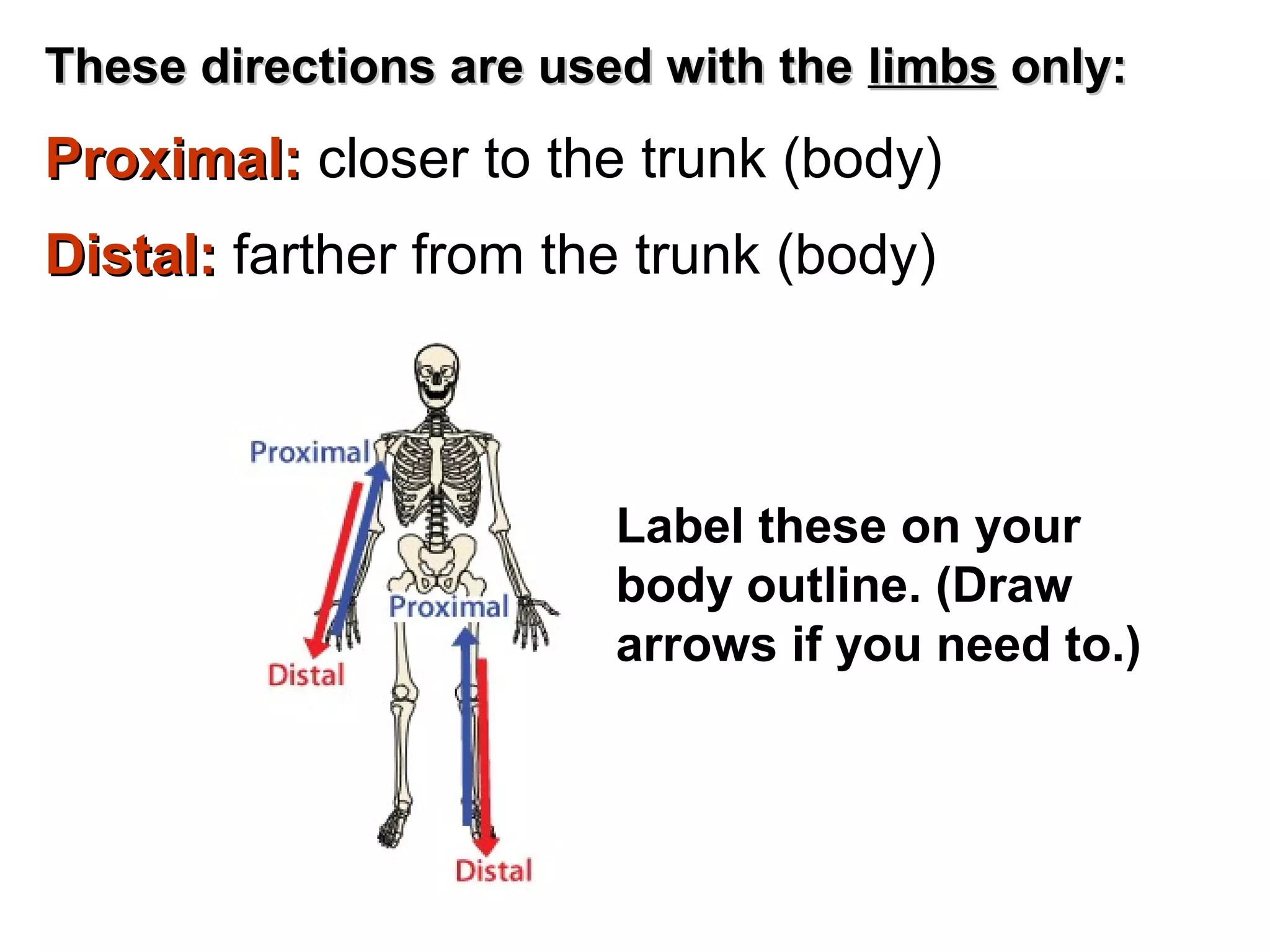 Anatomical directions | PPT