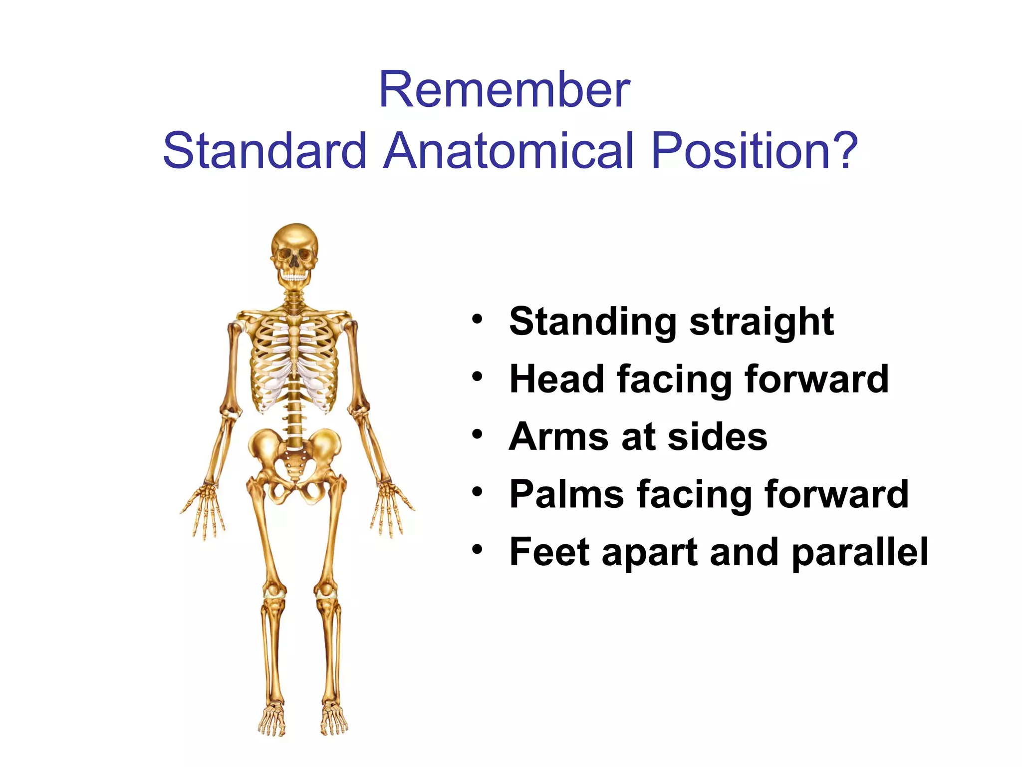 Anatomical directions | PPT