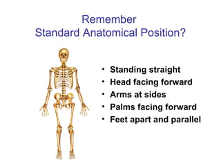 Anatomical Directions