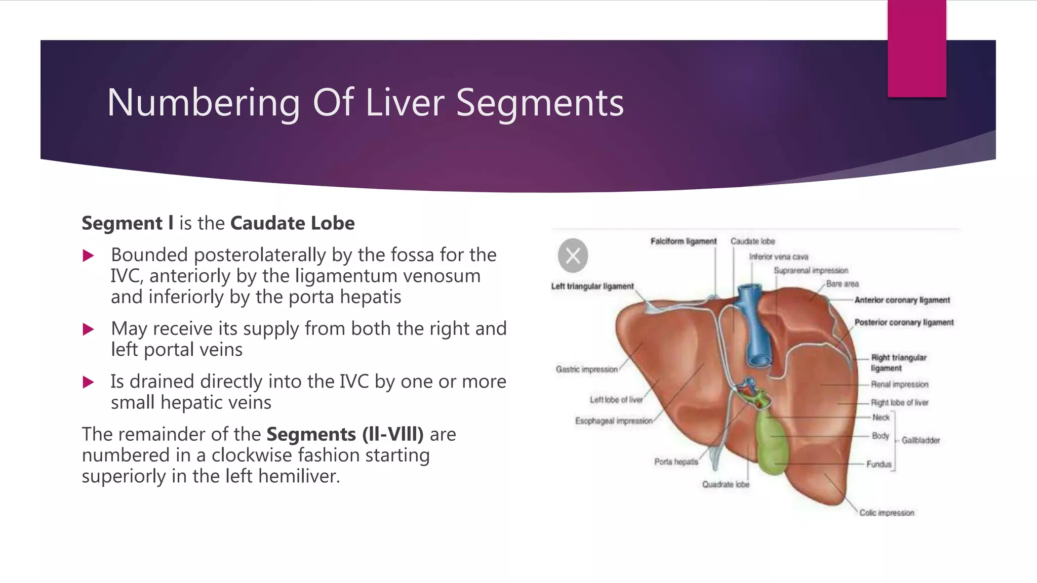 Anatomical division of liver | PPTX